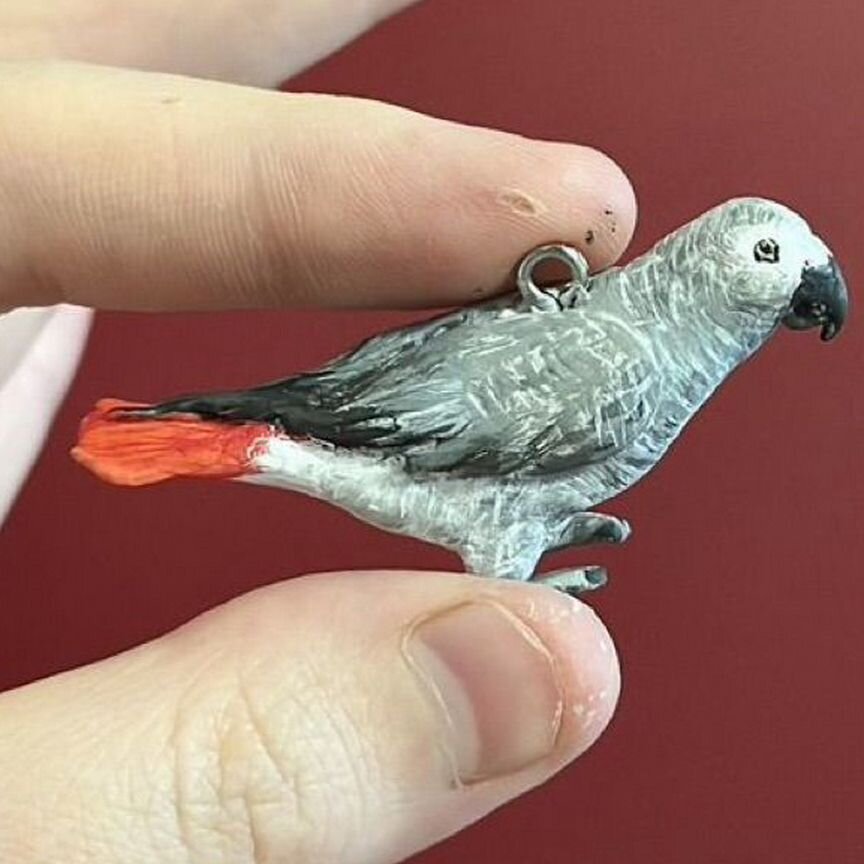 Попугай жако краснохвостый