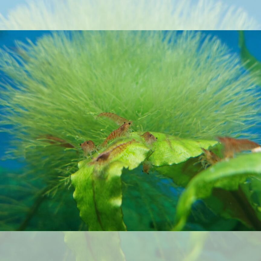 Креветки Вишня