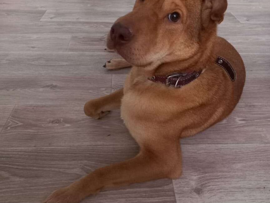 Собака в добрые руки