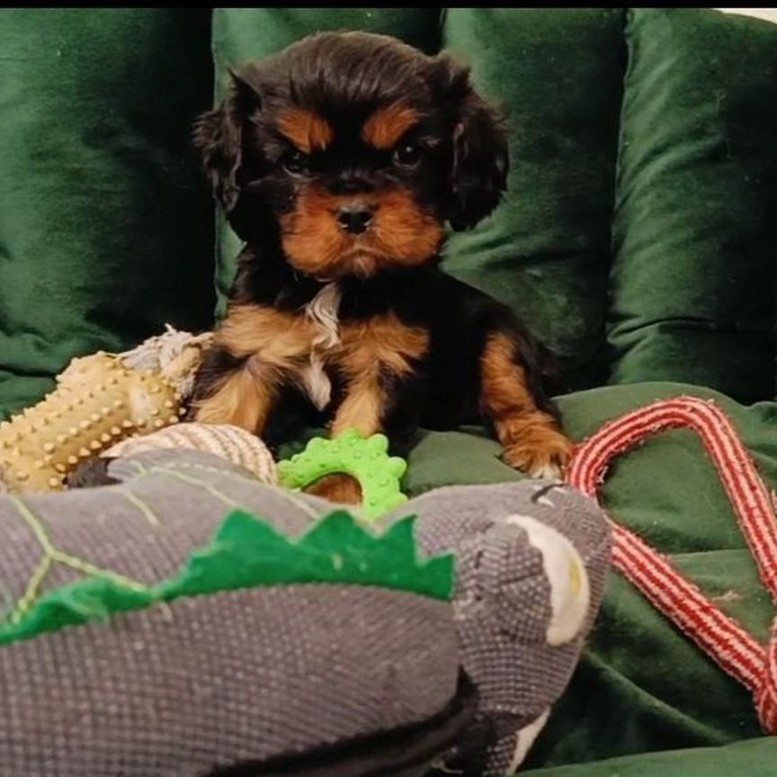 Кавалер кинг-чарльз-спаниель, щенок