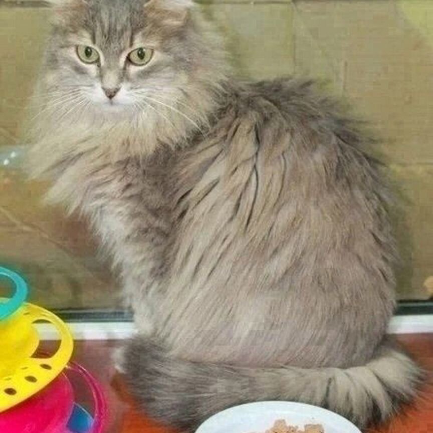 Молодая кошечка Маркиза, ей 1,5 года