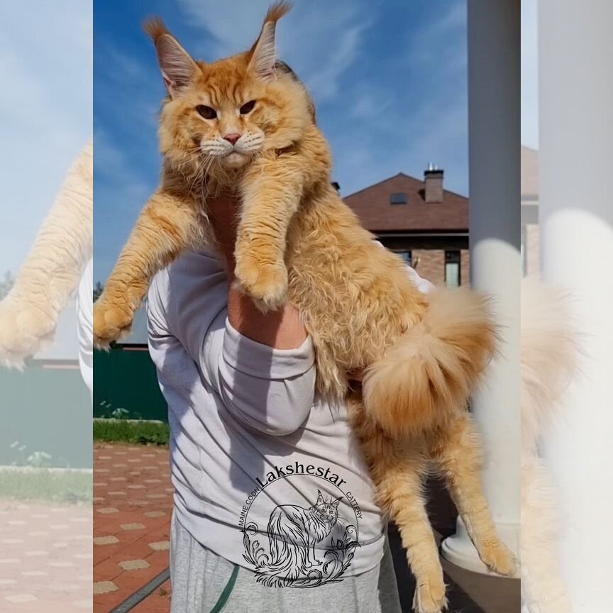Мейн-кун котёнок