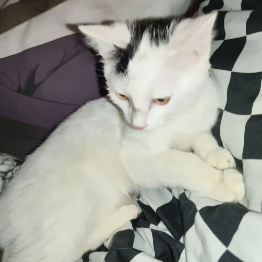 Отдам котенка в добрые руки девочка