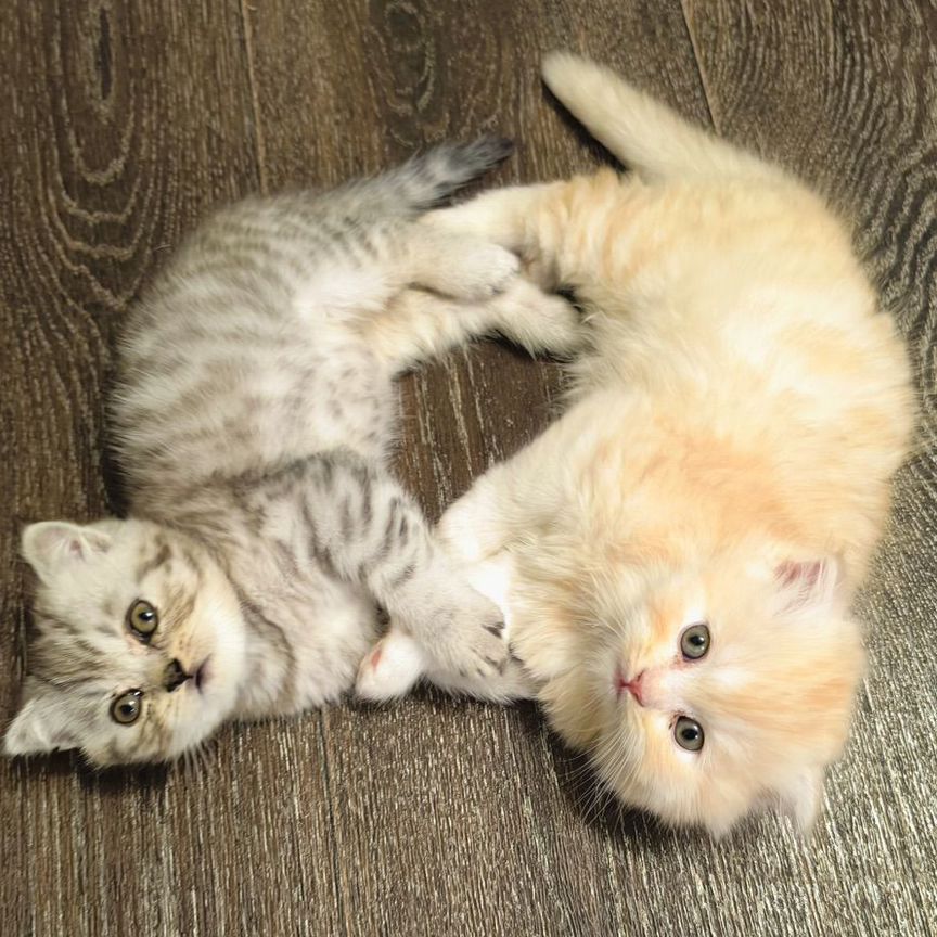 Шотландский вислоухий короткошёрстный котёнок