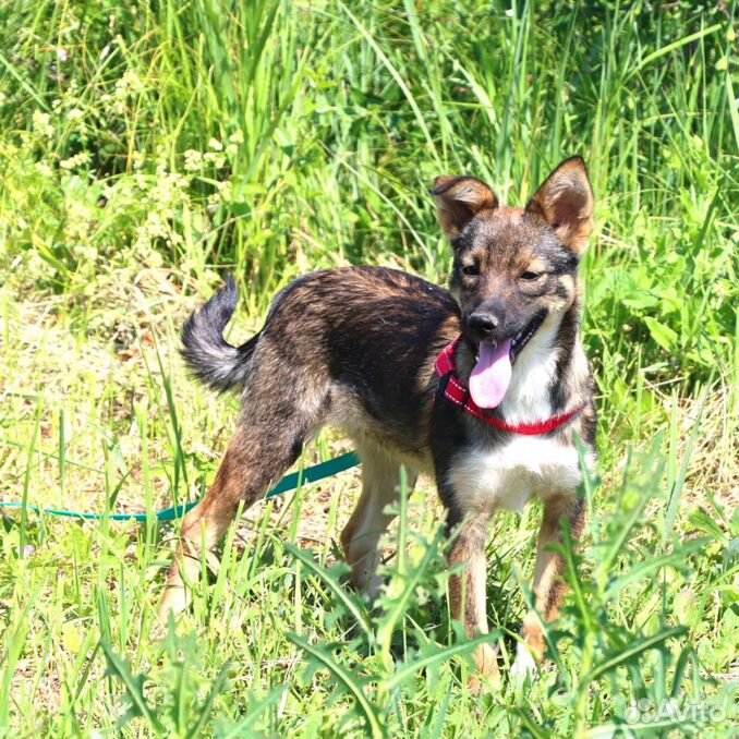 Щенок-девочка, будет небольшая, 6 мес