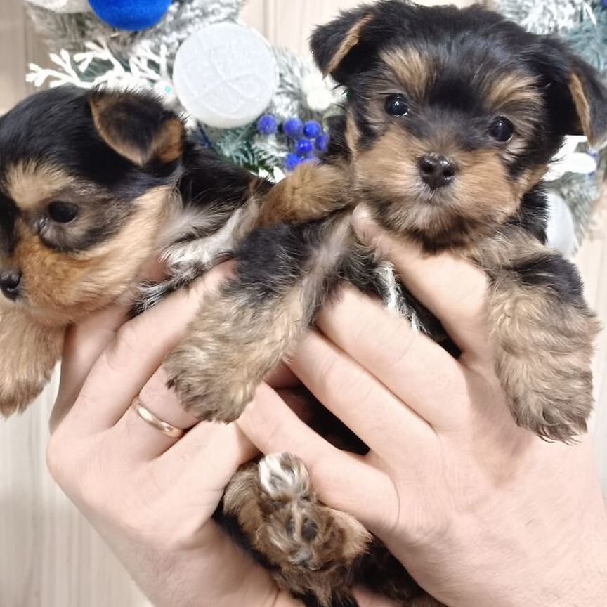 Йоркширский терьер мини