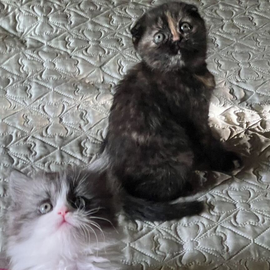 Шотландский вислоухий короткошёрстный котёнок