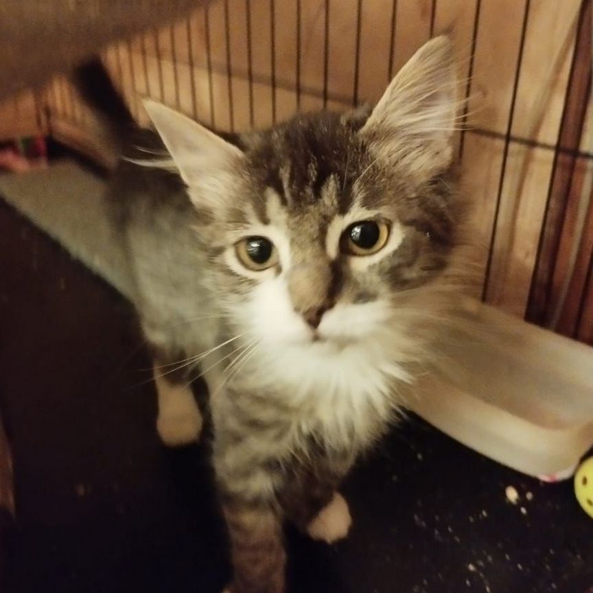 Кошечка в любищее в руки