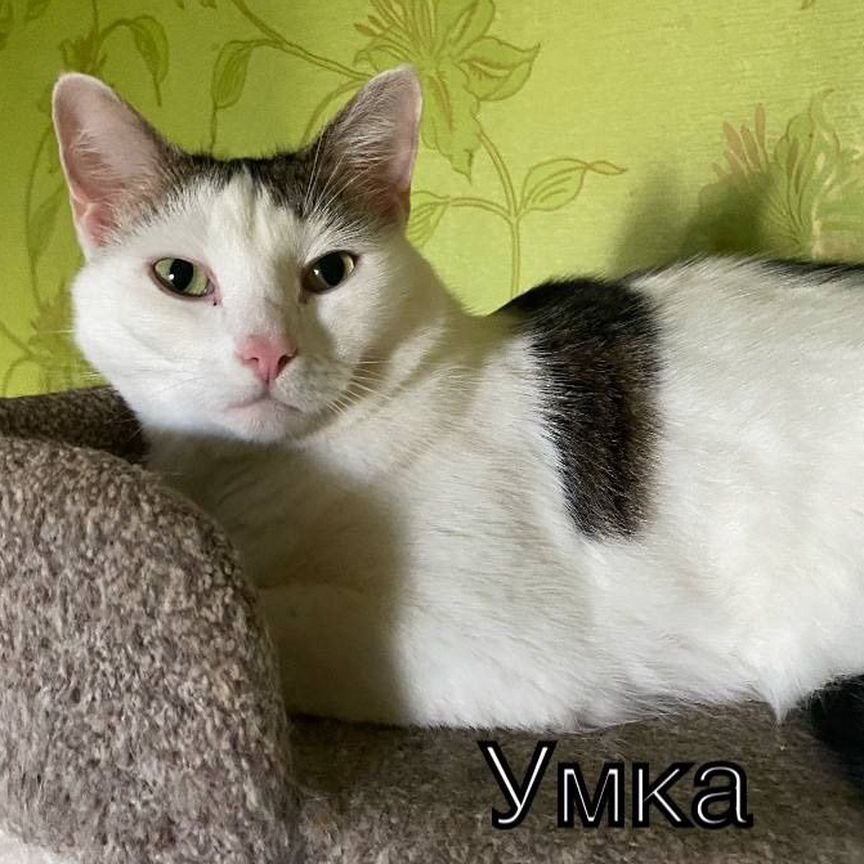 Девочка умка кошка