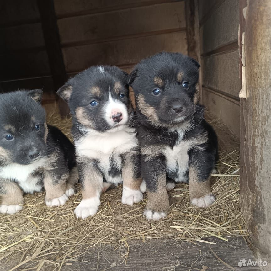 Лайчата в добрые руки отдам бесплатно