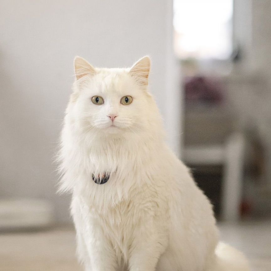 Коты в добрые руки