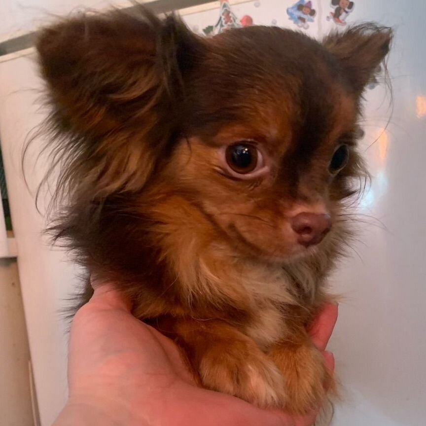 Чихуахуа, взрослая собака