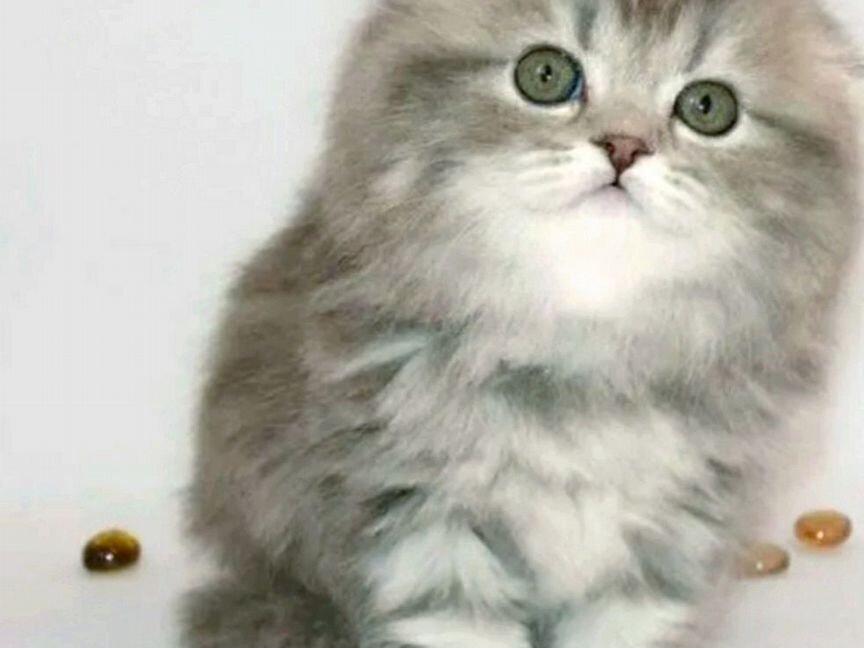 Вислоухие Мишки) Голубой Табби