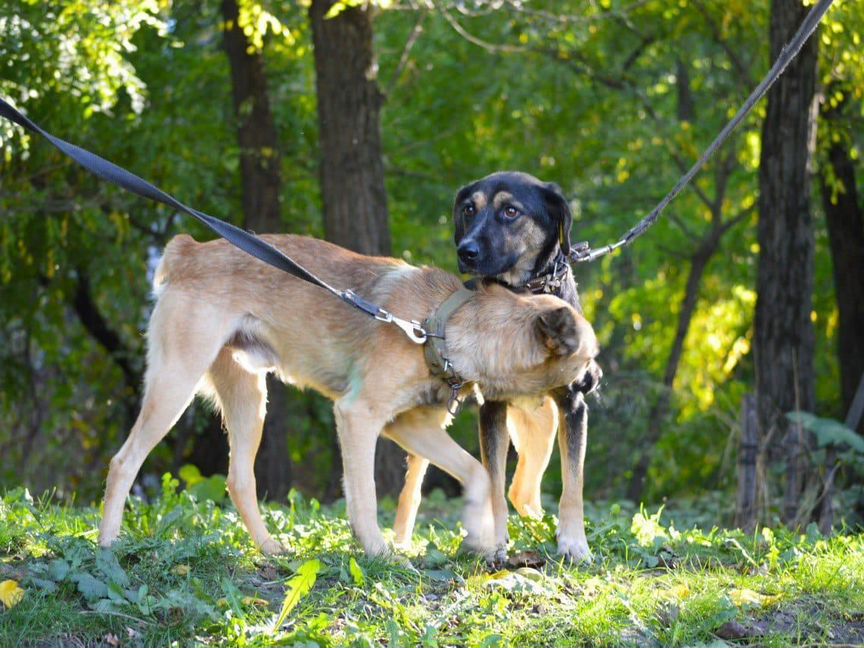 Очень нуждаются в доме