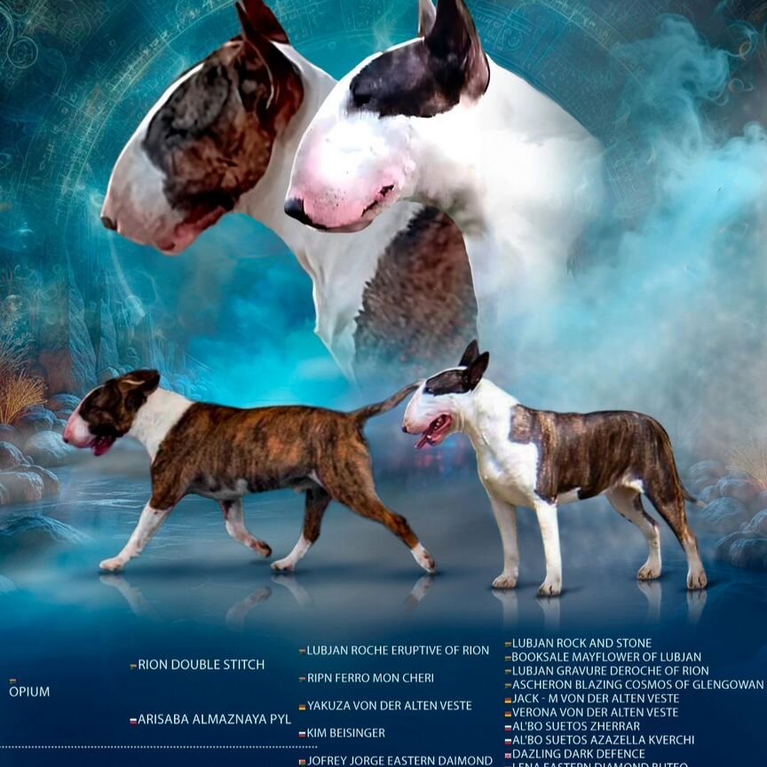 Стандартный бультерьер