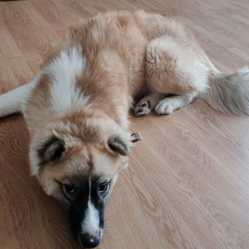 Щенок в добрые руки