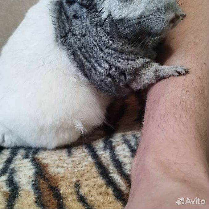 Шиншилла девочка 1г 6 мес