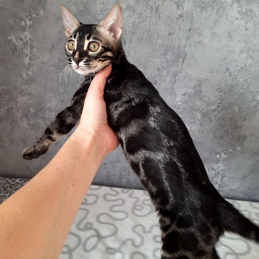 Угольная девочка