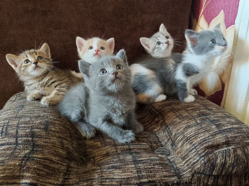 Котята