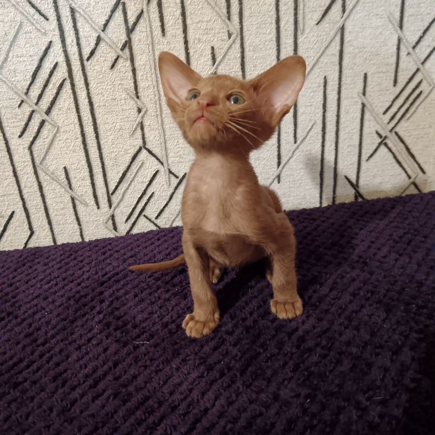 Мальчик, Цинамон