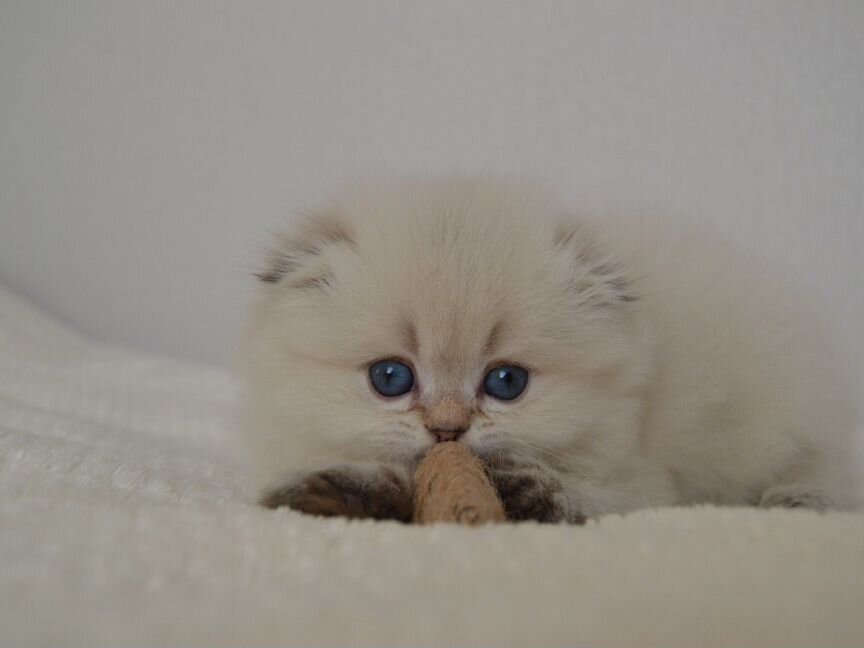 Шотладская милашка