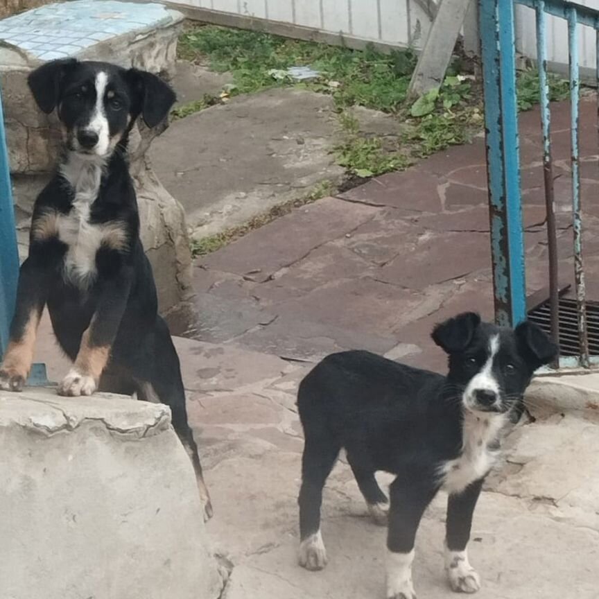 Русский охотничий спаниель, щенок