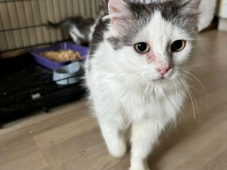 Стерилизованная Гвоздика ответственным людям