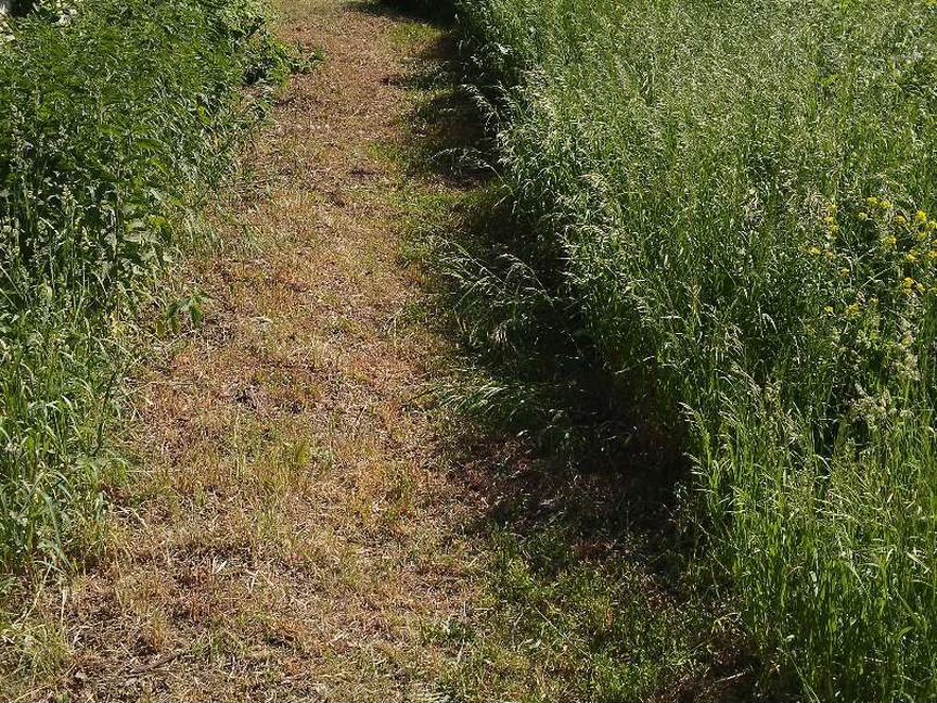 Сено сенокос