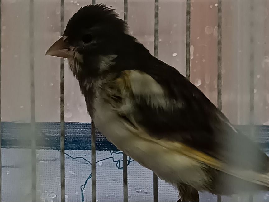 Кенар