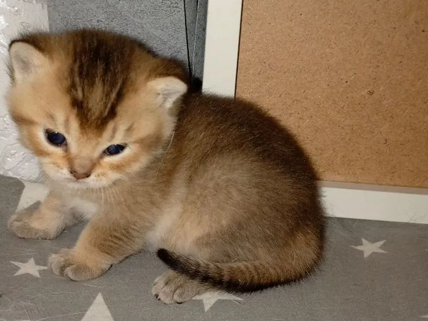 Золотой котенок шиншилы мальчик