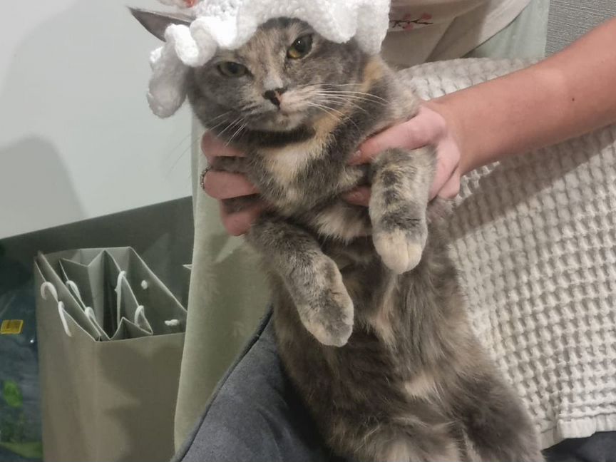 Панамки для кошек