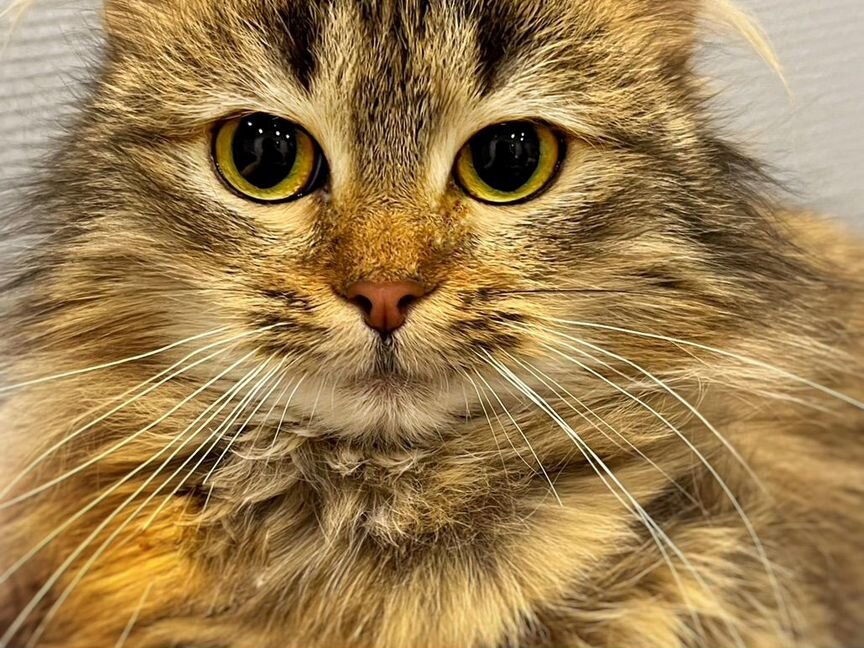 Кошечка Тоня