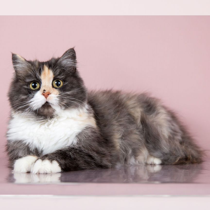 Котенок Юлька ищет дом