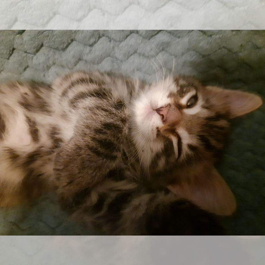 Котенок