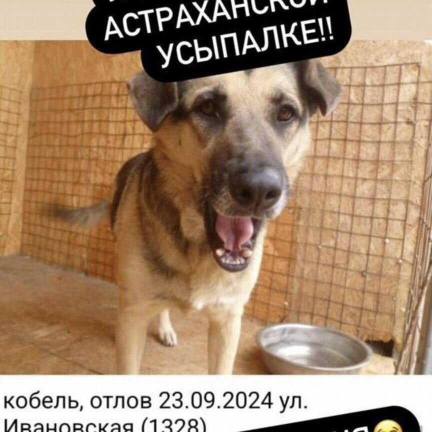 Спасите собаку с усыпалки
