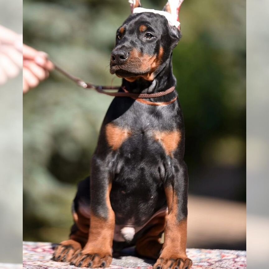 Щенки добер