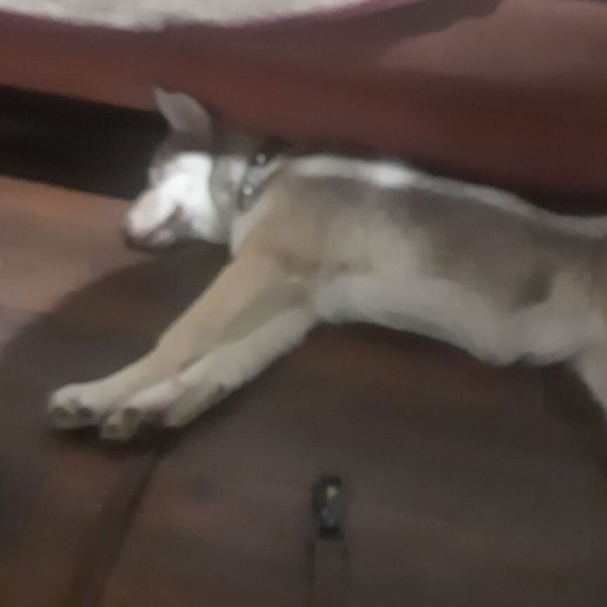 Отдам хаски в хорошие руки