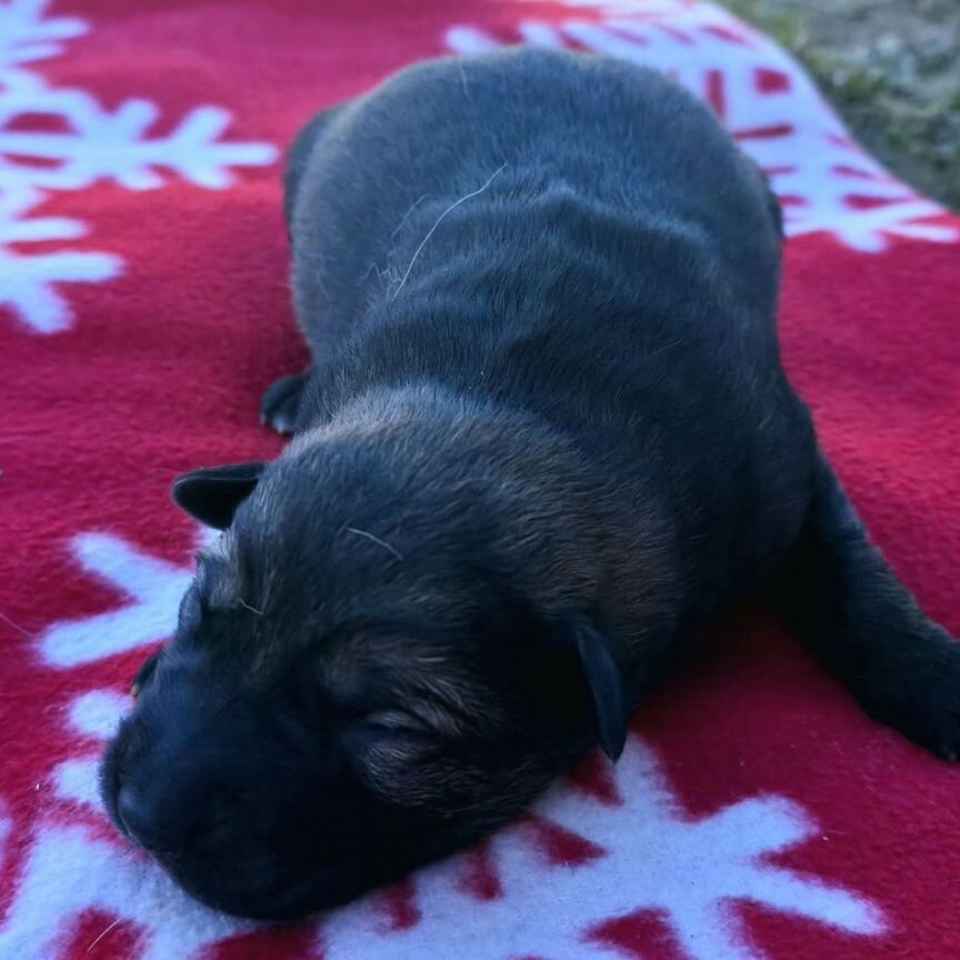 Немецкая овчарка, щенок