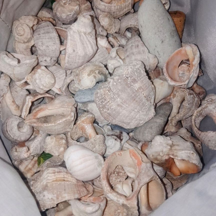 Ракушки чёрного моря