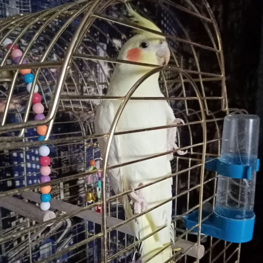 Молодой самец с клеткой