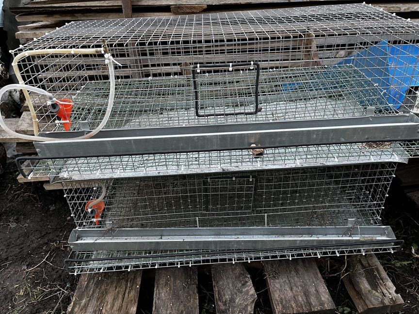 Клетки для перепелов