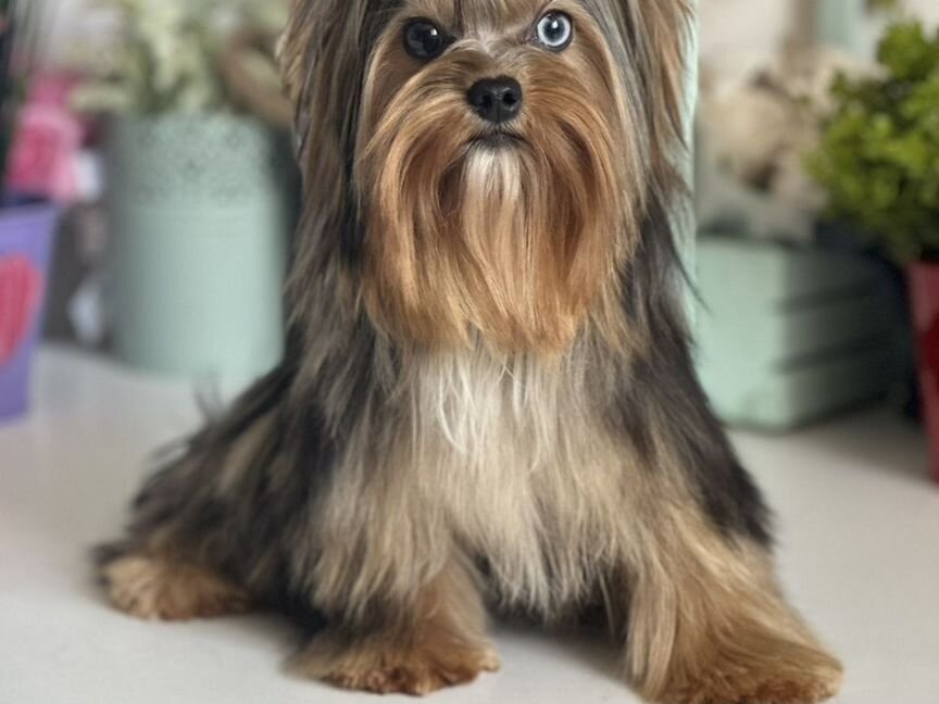 Мерле йоркширский терьер,девочки