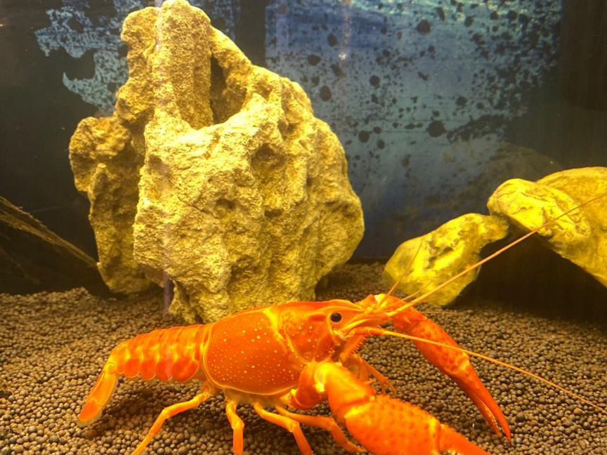 Рак аквариумный