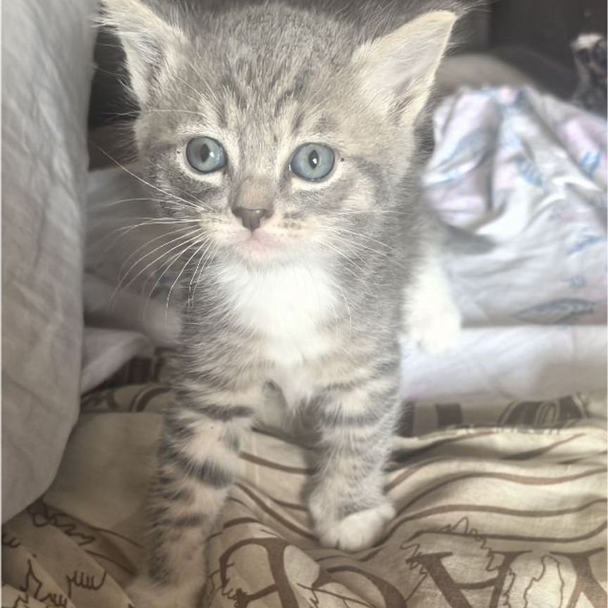 Отдам котят в добрые руки