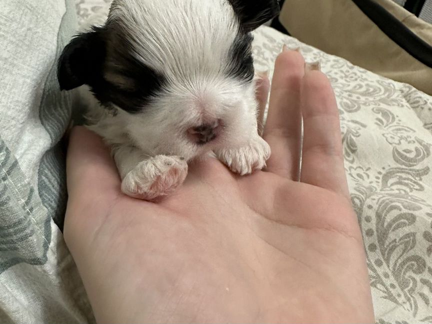 Собака в добрые руки щенок