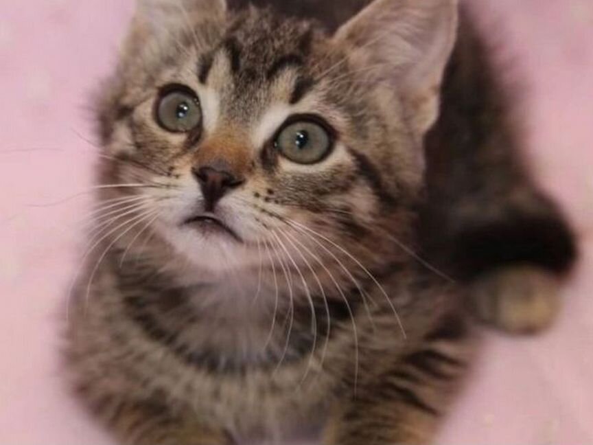 Котенок ищет дом