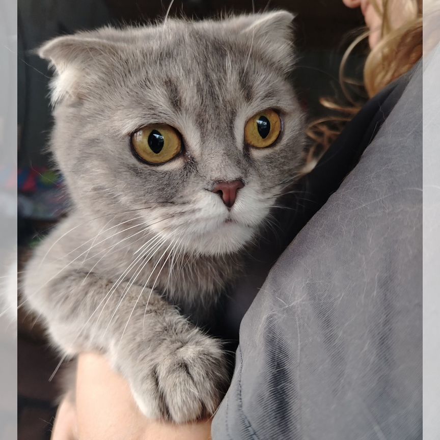 Шотландская вислоухая короткошёрстная, взрослая кошка