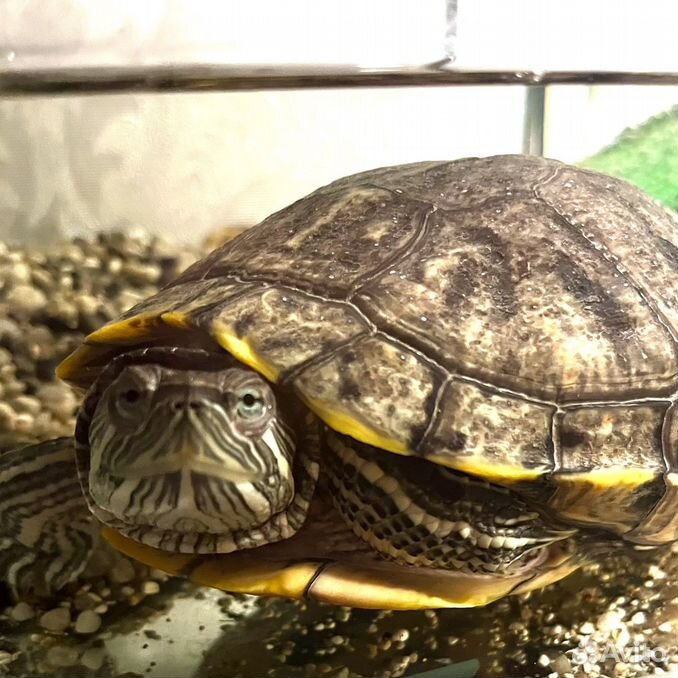 Черепашка красноухая