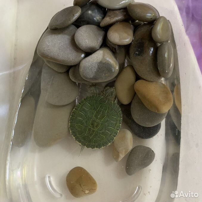 Красноухая черепаха маленькая