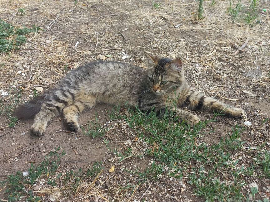 Животное в хорошие руки